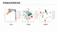 【陈巍学基因】单细胞RNA测序分析图解读