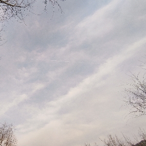 月照春 