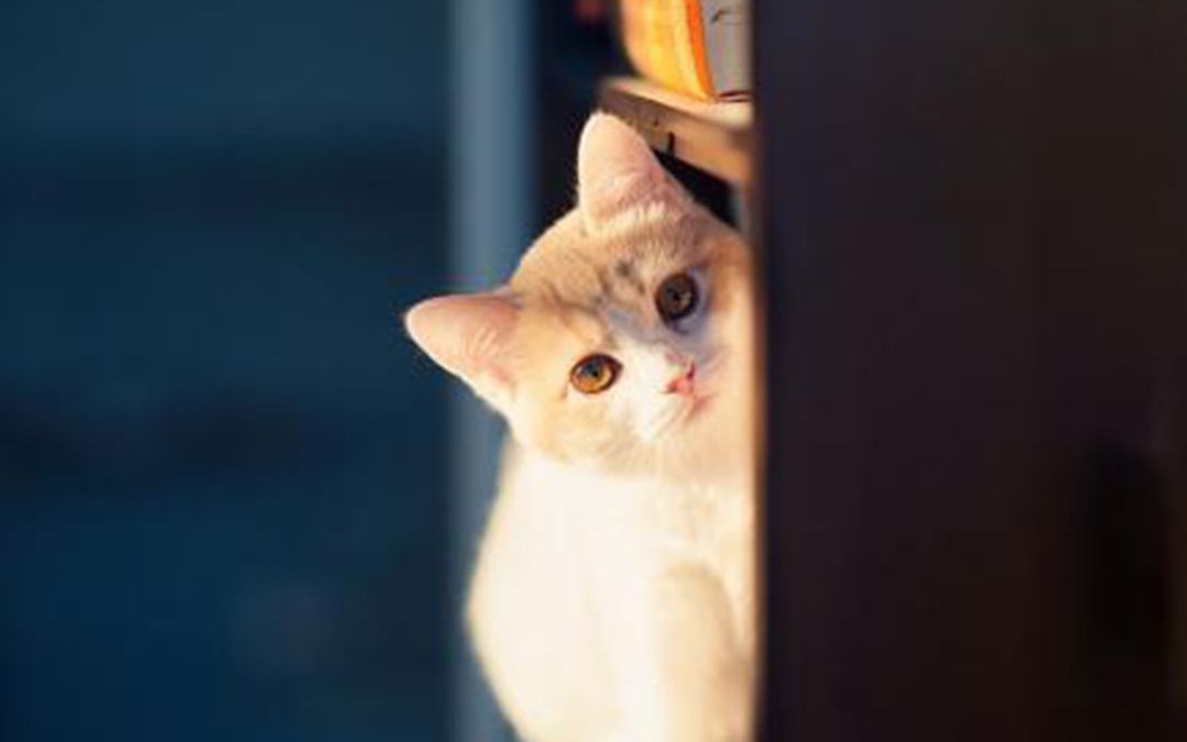 小猫光吃不拉屎精神好