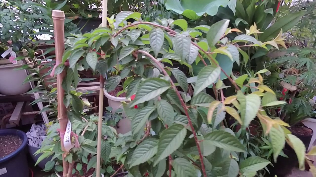 如何种植樱花切记要点