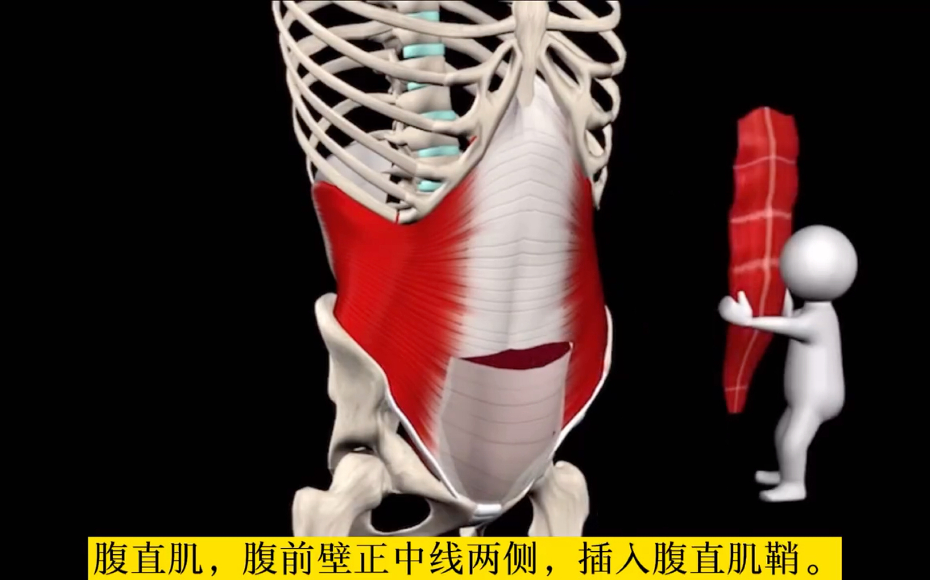 【腹肌位置】腹直肌,腹横肌,腹内、外斜肌是如何分布的?