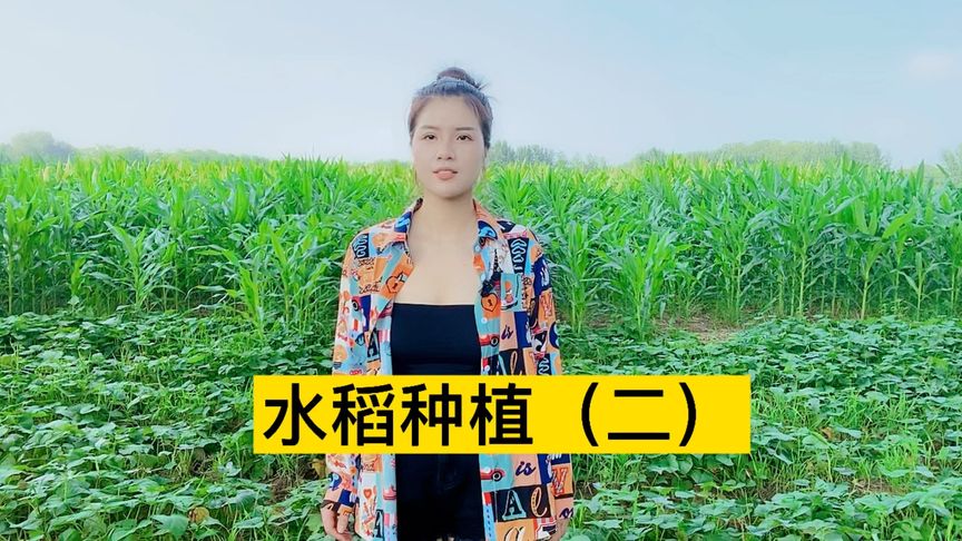 水稻种植增产增收#三农#农业种植技术知识#水稻种植