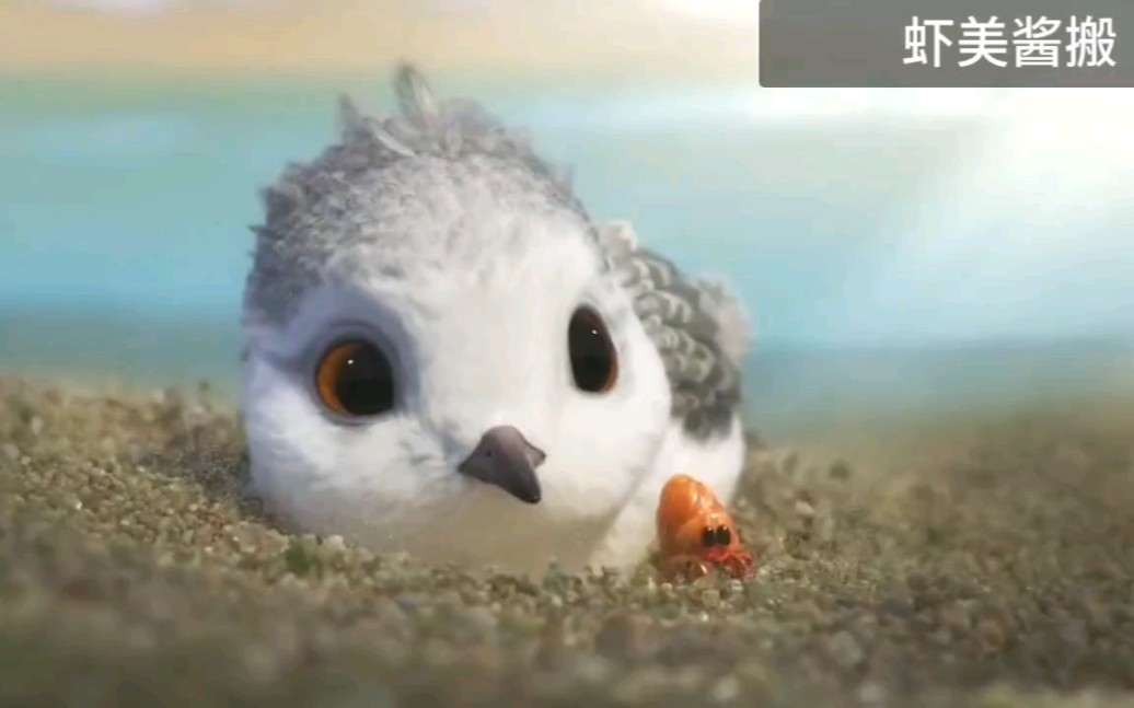 《鹬》皮克斯2016动画短片