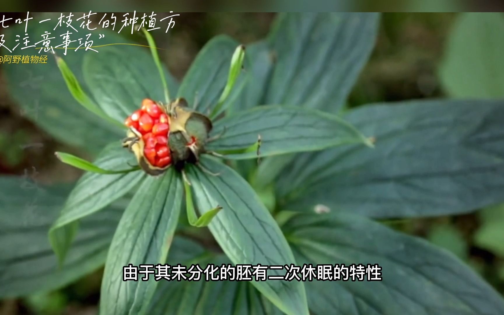 七叶一枝花的种植方法及注意事项