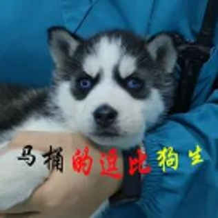 马桶的逗比狗生 