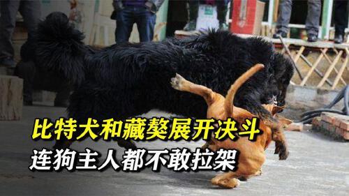 比特犬和藏獒展开决斗,场面一度失控,连狗主人都不敢拉架!