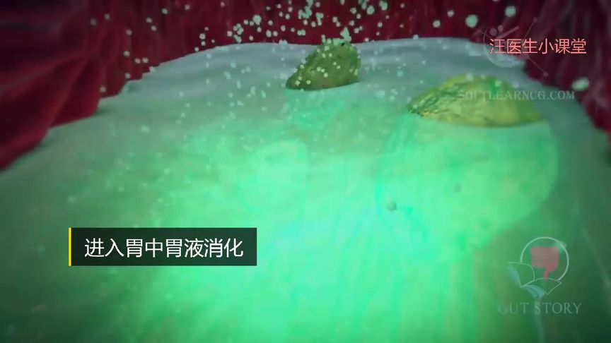 食物如何在人体消化吸收,看完这个动画就明白了