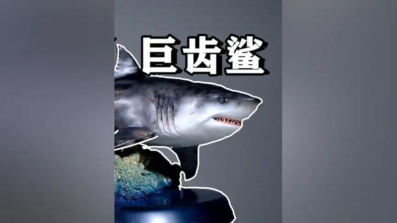 一款最近很火的巨齿鲨模型