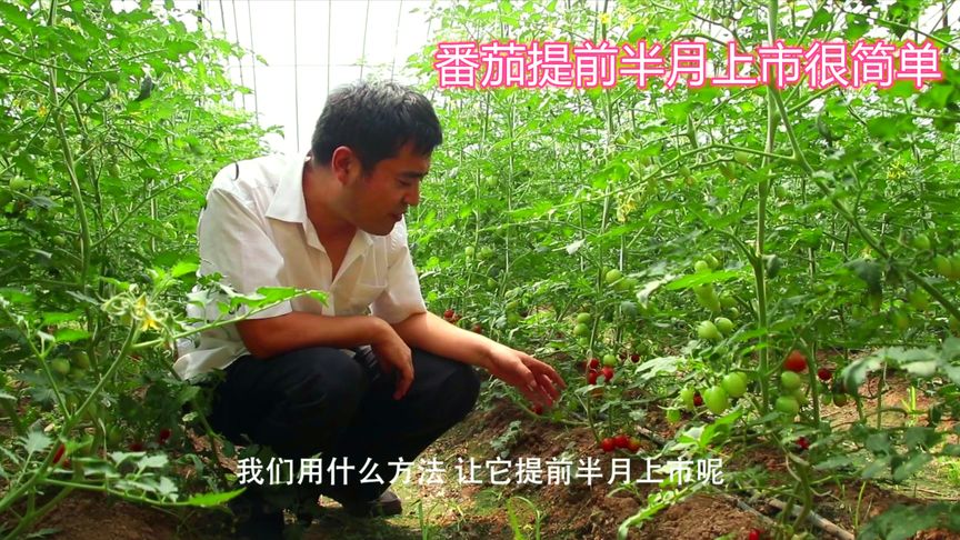 教你提前半月上市,不用缓苗的番茄种植技术,原来如此简单