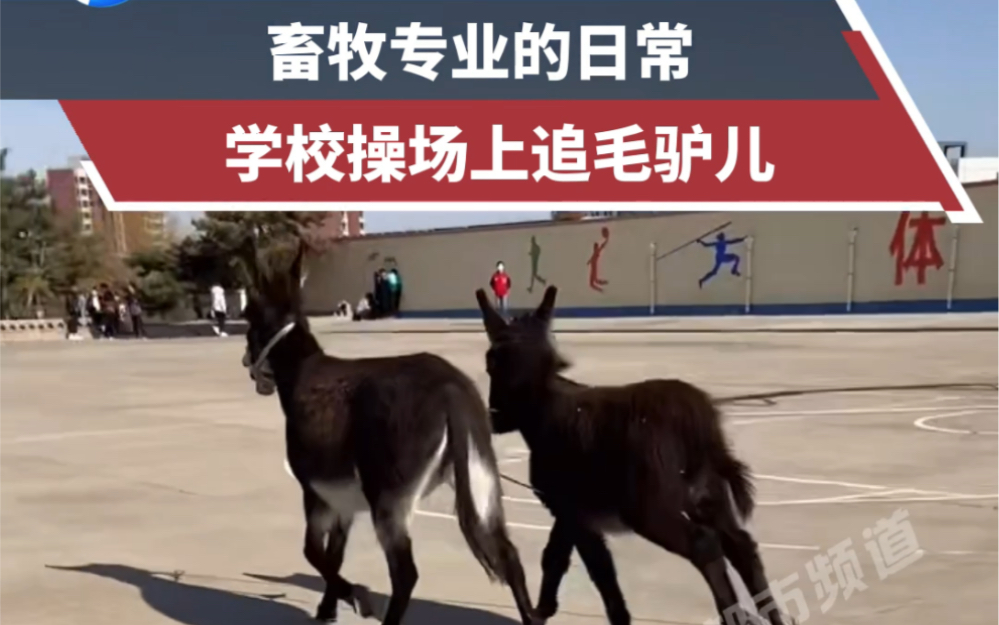 畜牧兽医专业的日常,学校操场上追毛驴儿