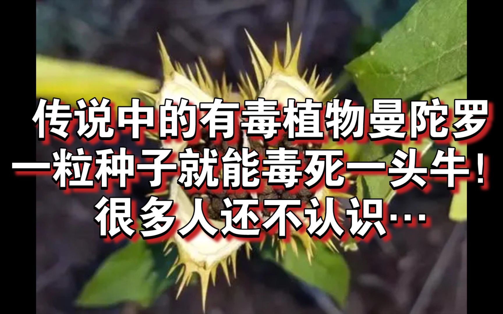 传说中的有毒植物曼陀罗,一粒种子就能毒死一头牛!很多人还不认识…