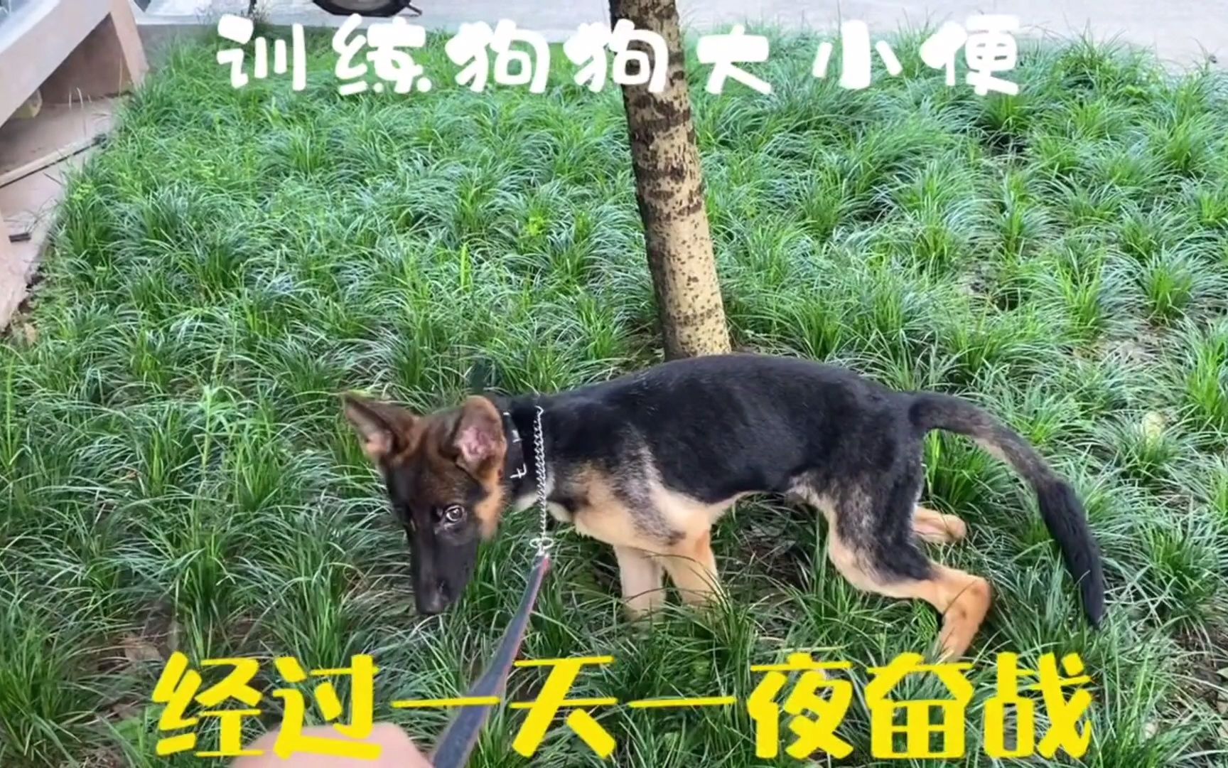 怎么训练狗狗大小便 如何训练狗狗大小便的视频教程.mp4