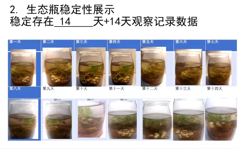 设计与制作生态瓶——产品展示