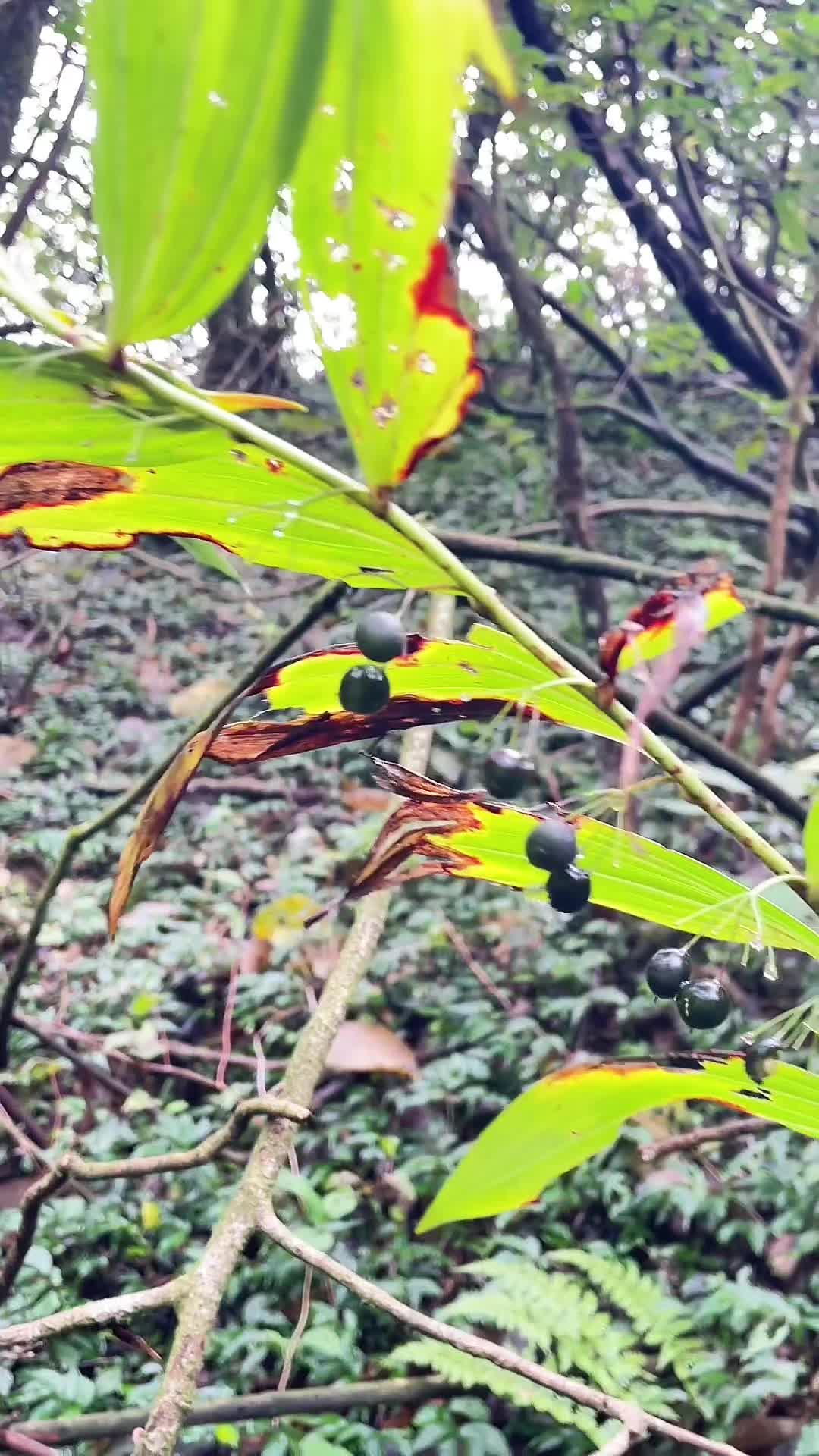 野生黄精有什么功效 #大山里的原生态 爬山寻宝的乐趣,有没有兄弟来...