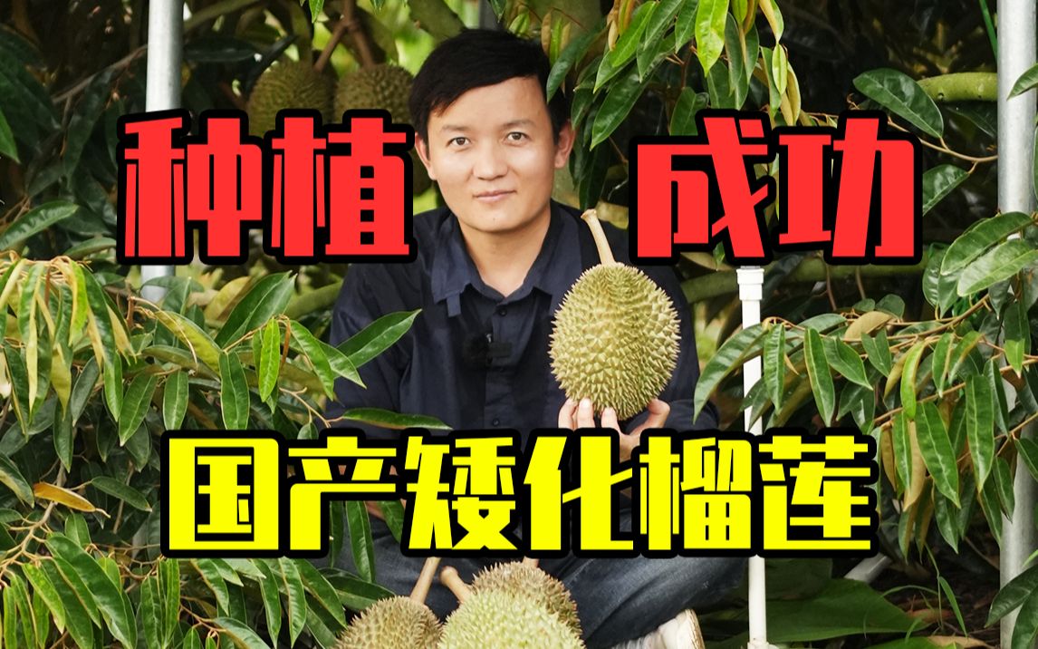 【水果猎人】重大突破!国产榴莲矮化成功!弯腰捡榴莲!