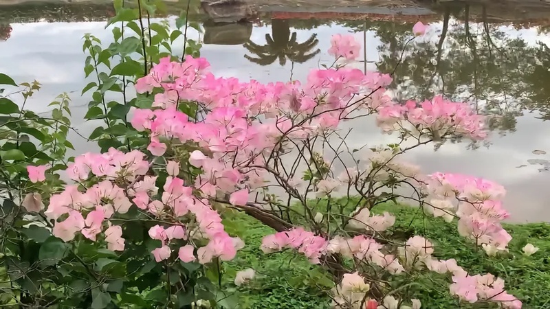 吾家洗砚池边树,个个花开淡墨痕,不要人夸好颜色只留清气满乾坤