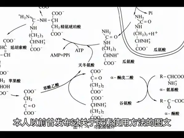 下雨前还是下雨后撒尿素?怎么用才对?