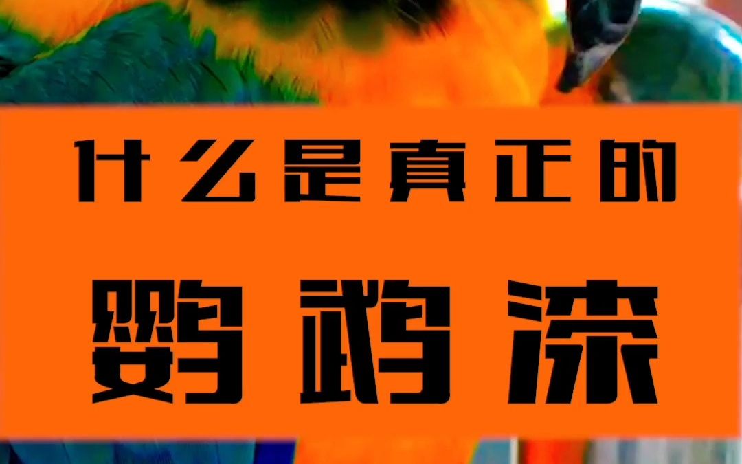 什么是真正的鹦鹉漆,如何辨别真假呢