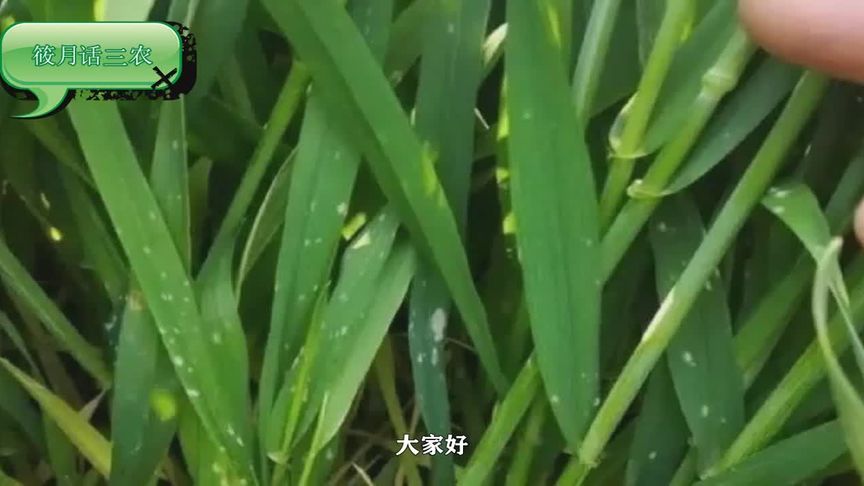 种植庄稼灌溉浇水,一般有哪些方式?主要有三种方法
