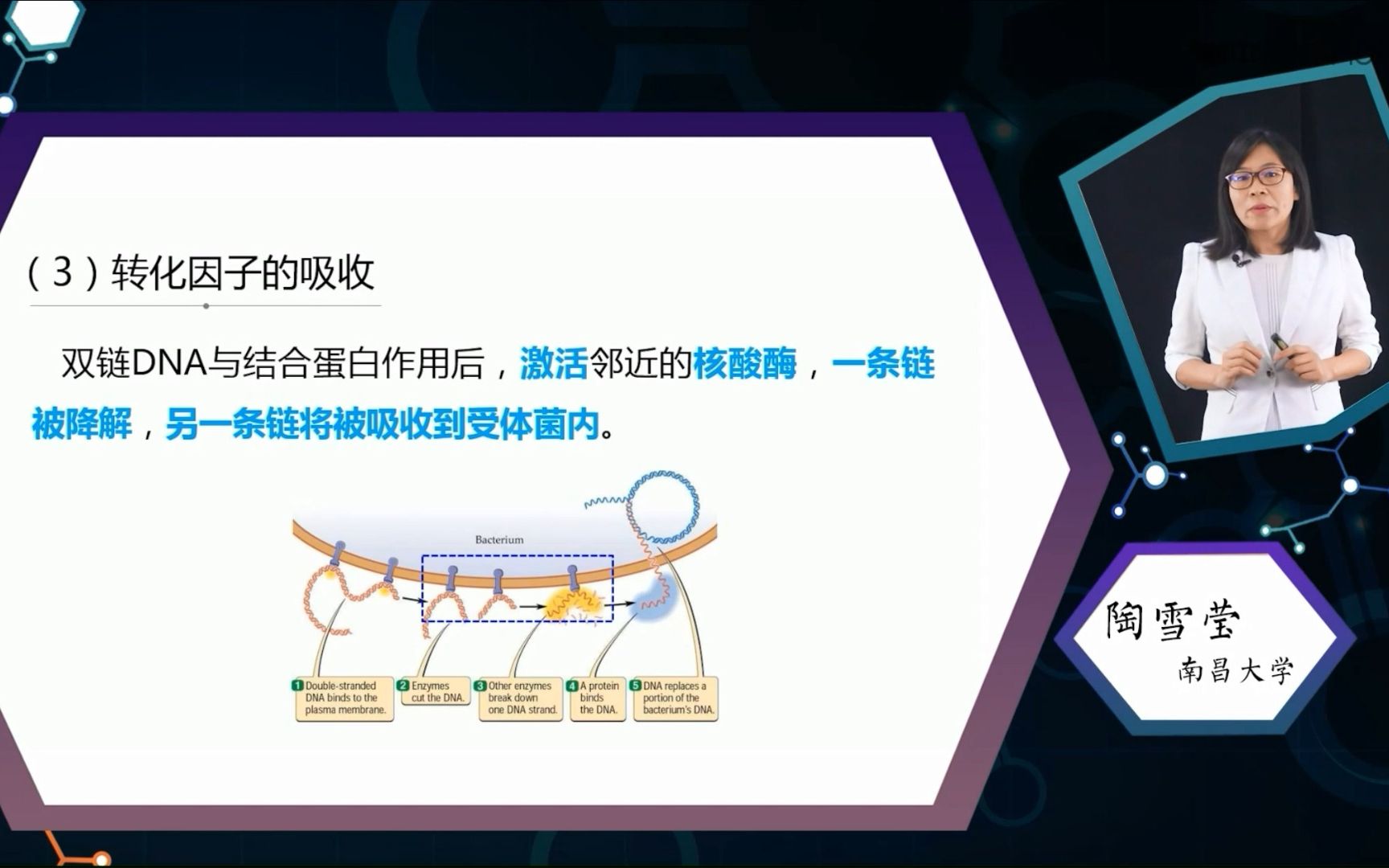 重组DNA分子的转化与扩增