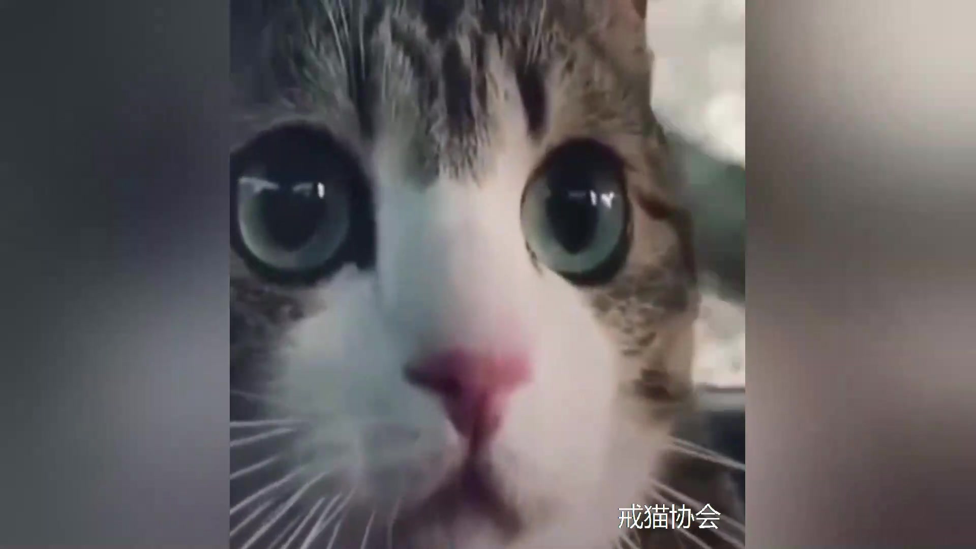 这才是真正的噬元兽!