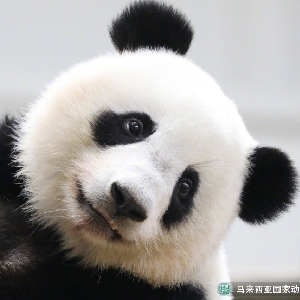 皮卡不丘丘丘 