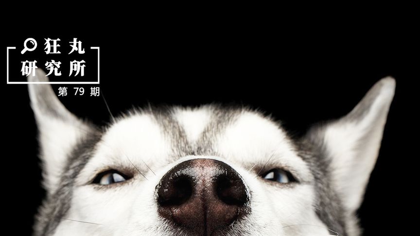 居然有狗不会汪汪叫?二哈是最傻的狗么?10个关于狗的有趣常识