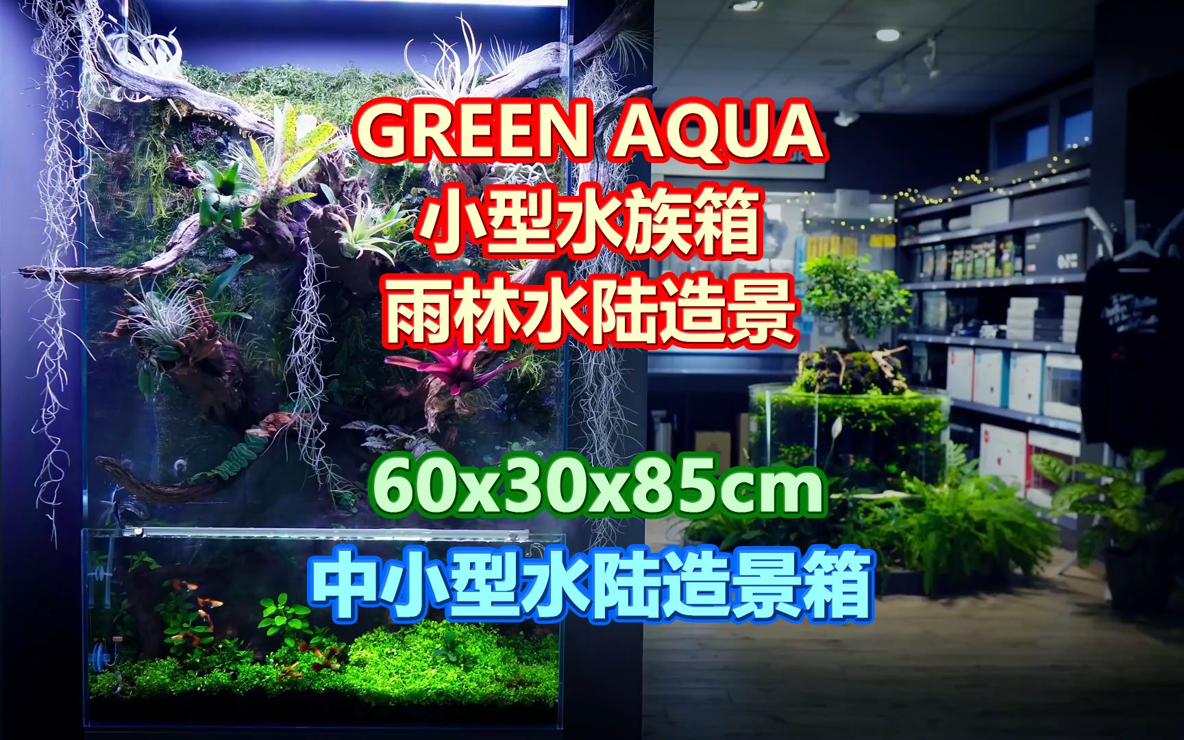 GREEN AQUA团队设置的雨林水陆造景,60x30x85cm水陆造景水族箱