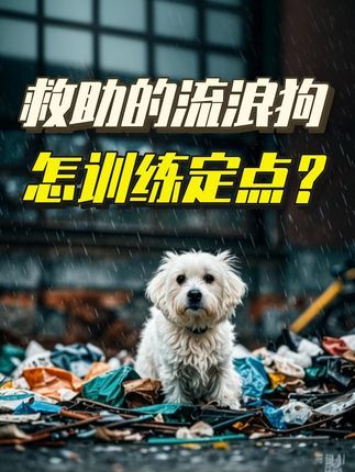 被救助的狗狗如何训练定点大小便 #定点大小便 #狗狗 #训犬 训犬狗狗...