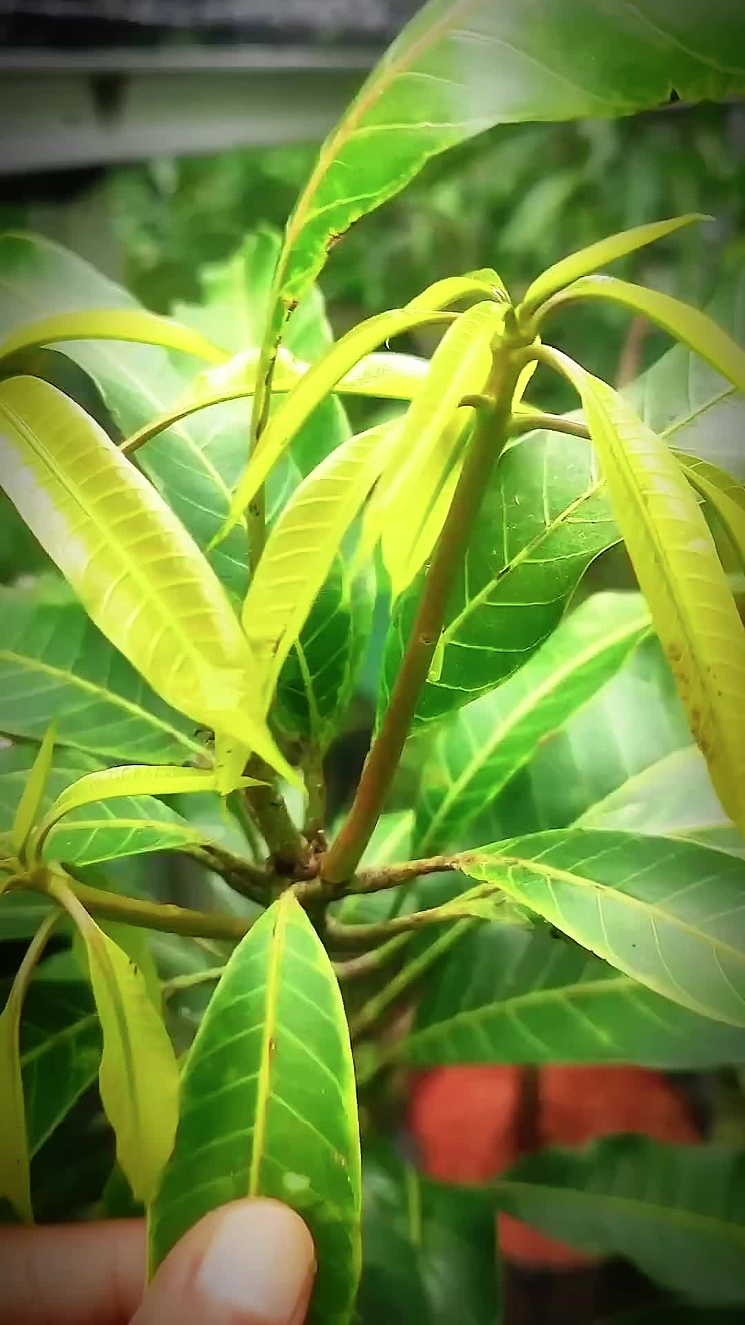 芒果修剪避坑指南:枝条剪错不结果,这样剪才对 #树枝修剪 #芒果树...