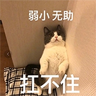 爱柚子的人 