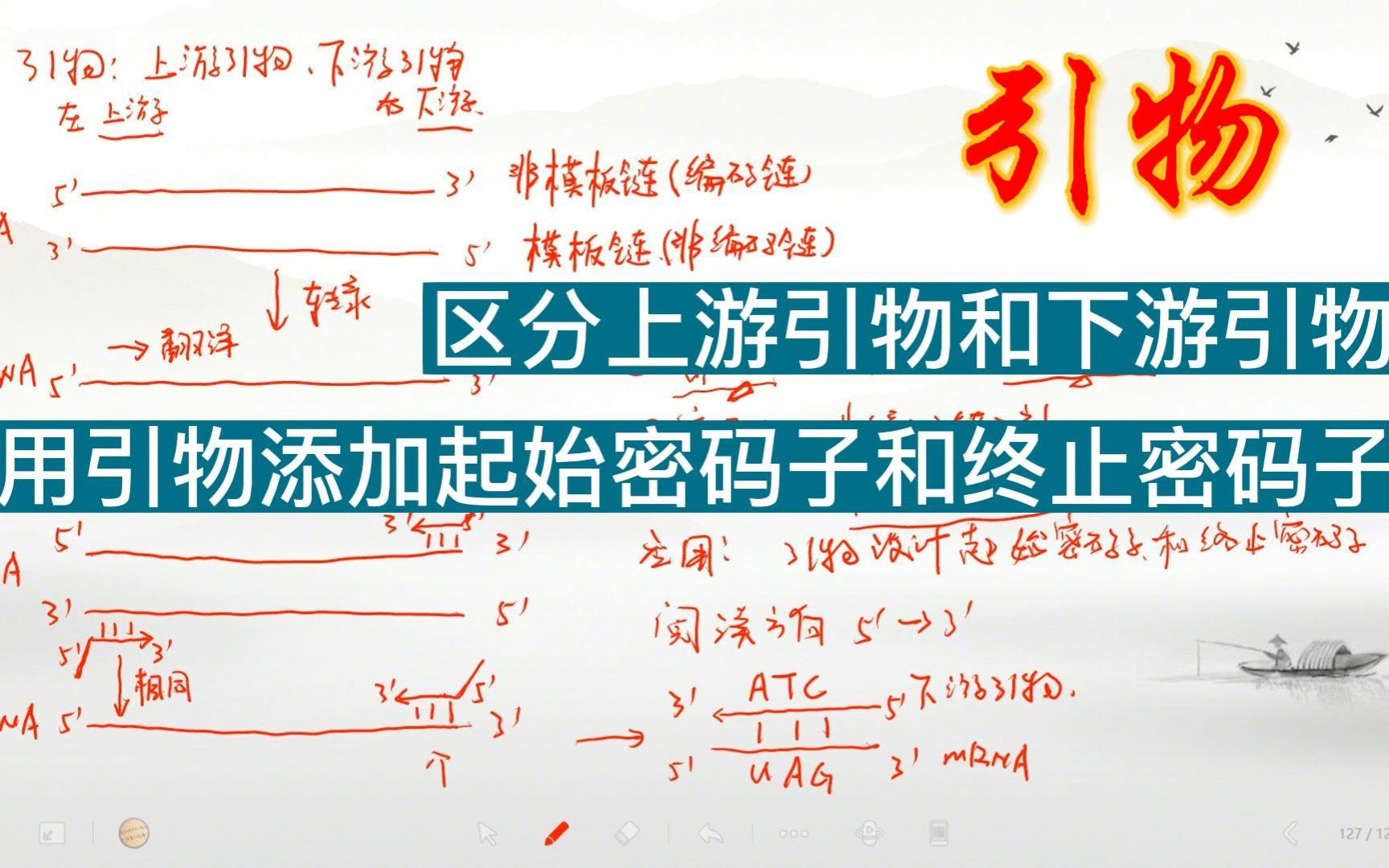 PCR-上游引物和下游引物及应用