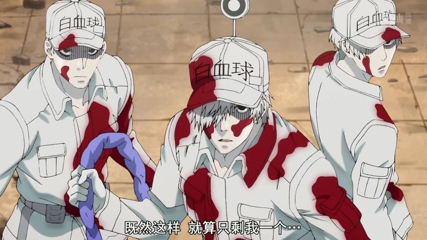 当白血球不怕掉到皮肤外时,对细菌进行消灭