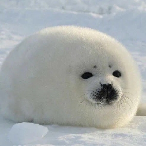 手残表演艺术家 