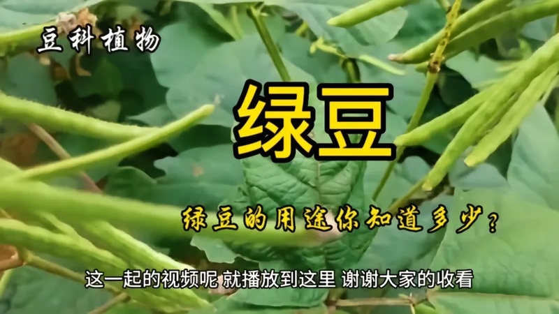 绿豆在生活中用途比较广范,绿豆它还有什么用途你知道吗