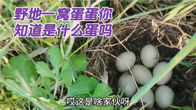 保护野生动物是我们共同的责任 珍惜生态环境 保护美丽的大自然