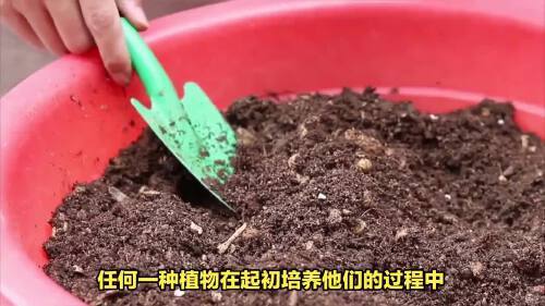 养植物,先养根系,"根壮,枝叶旺",土要松软,根系才旺盛