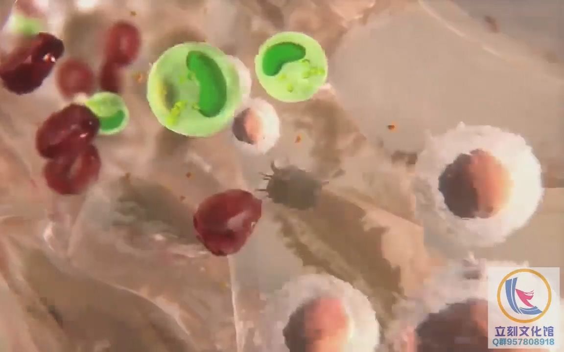 25.【3D微动画中文配音】3分钟掌握激素调节(向前的栗子生物课)