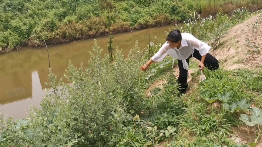 农村媳妇发现野生艾草,赶紧采摘,原来还可以这样用,你知道吗?