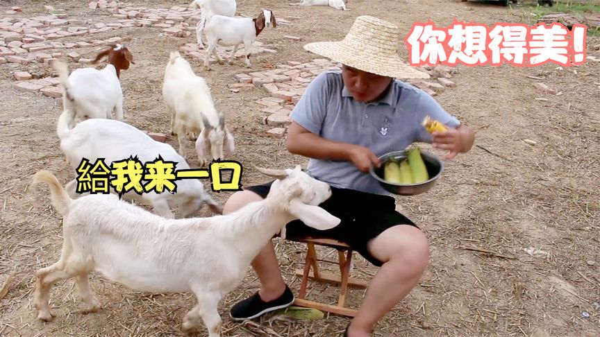 小伙现摘现煮玉米,吃得太香引来羊群抢吃,慌得一把抱住饭盆。