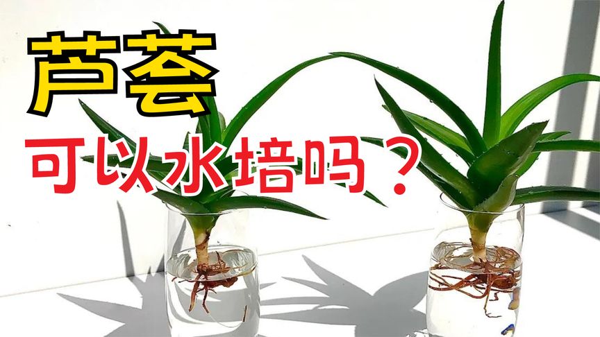 芦荟可以水培吗?有什么注意事项?