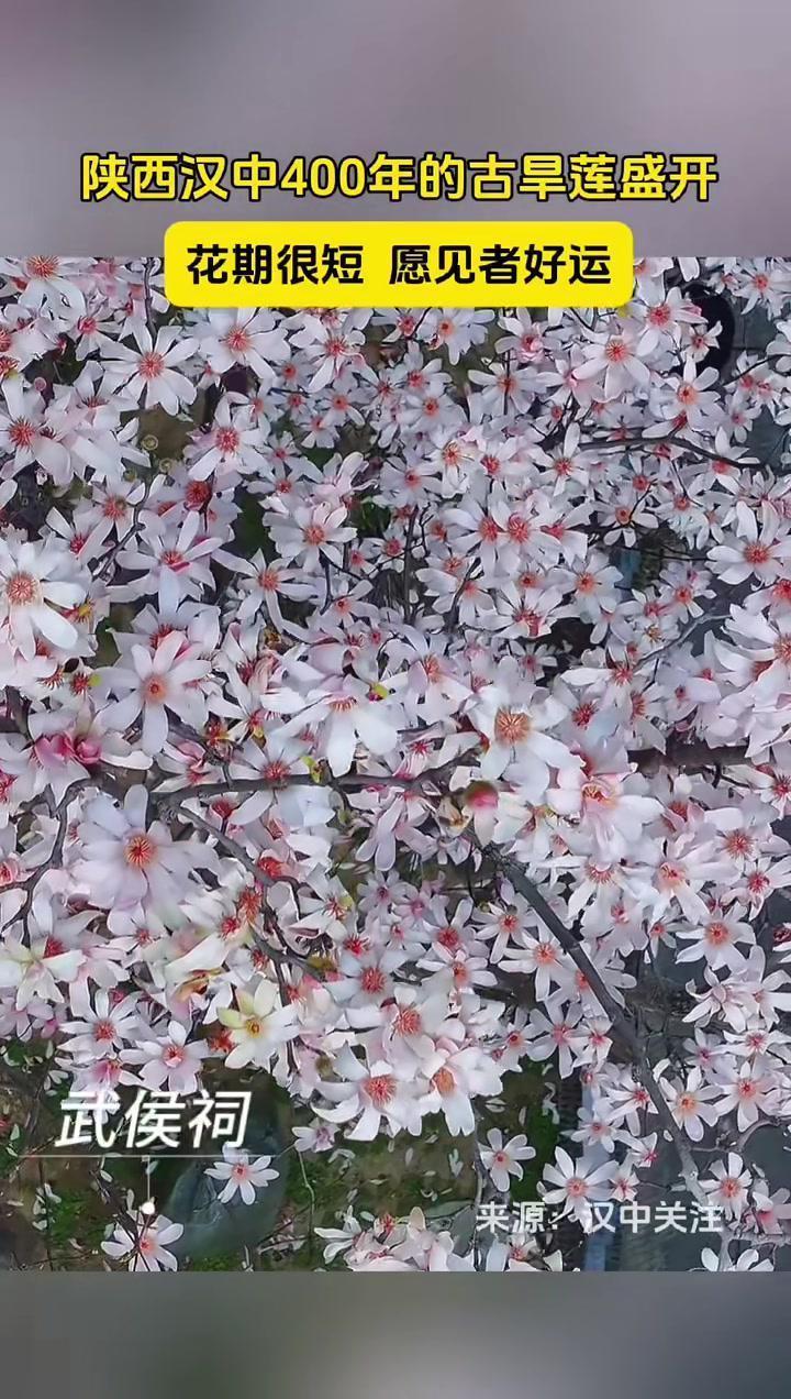 陕西汉中400年的古旱莲盛开,花期很短,愿见着好运。