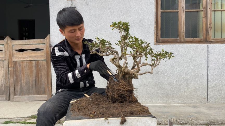 多年熟桩映山红盆景换盆换土的全部操作流程与方法