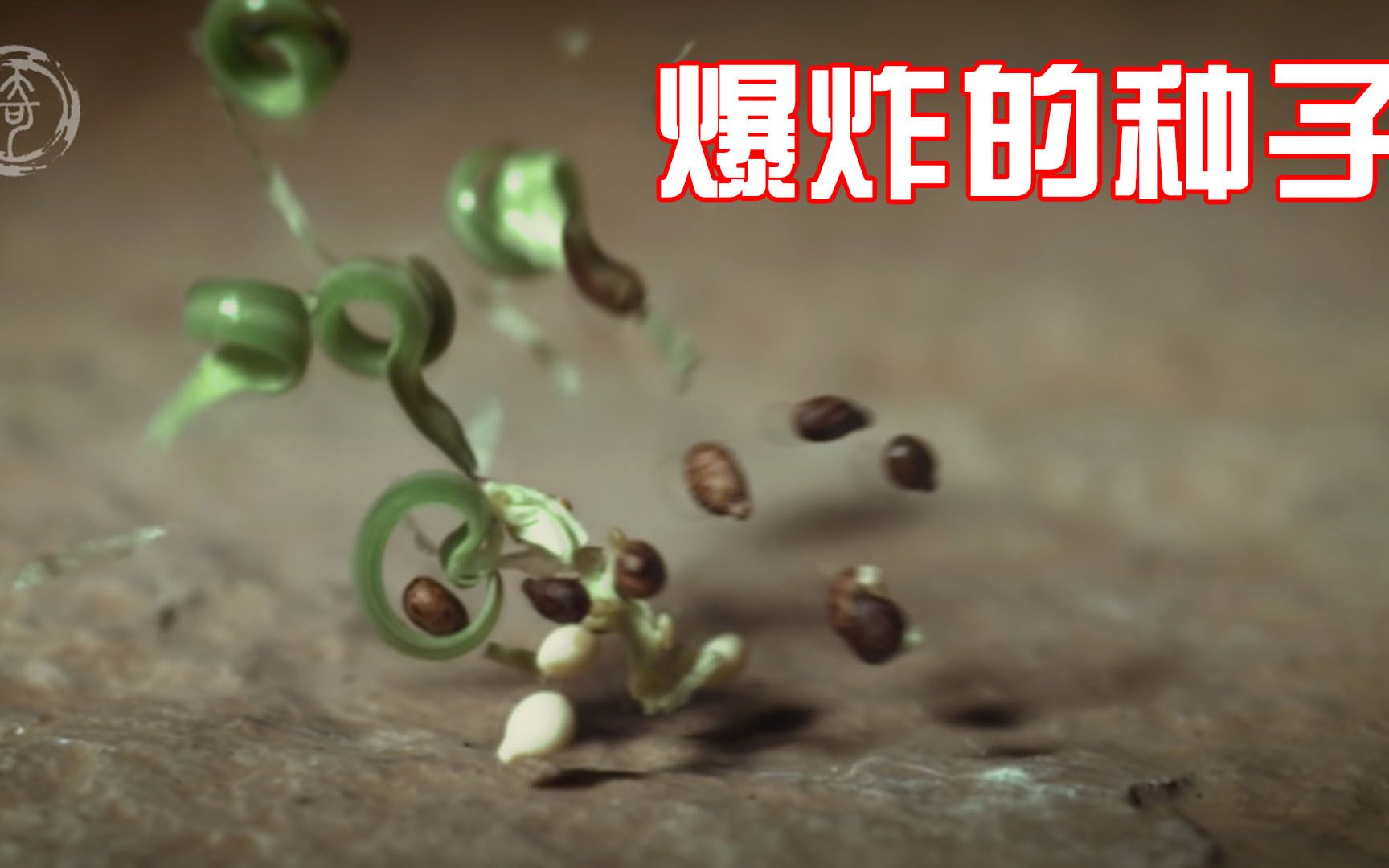 现实中的豌豆射手!一碰就喷的!种子的另类传播方式!