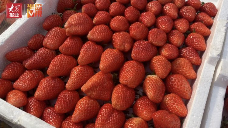 半岛V视|草莓价格小跳水,十元一斤销量大,小夫妻一上午能卖300斤!