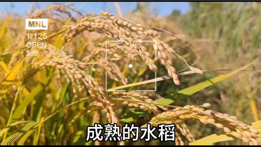 水稻从播种到种植全过程,看了这个视频你还敢浪费粮食吗?