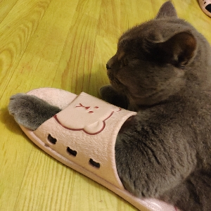 大力拖鞋猫 
