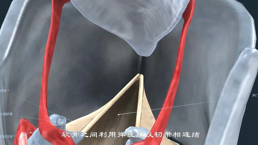 科普:声带的发声原理