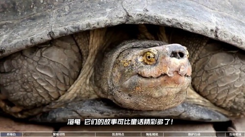 海龟的习性