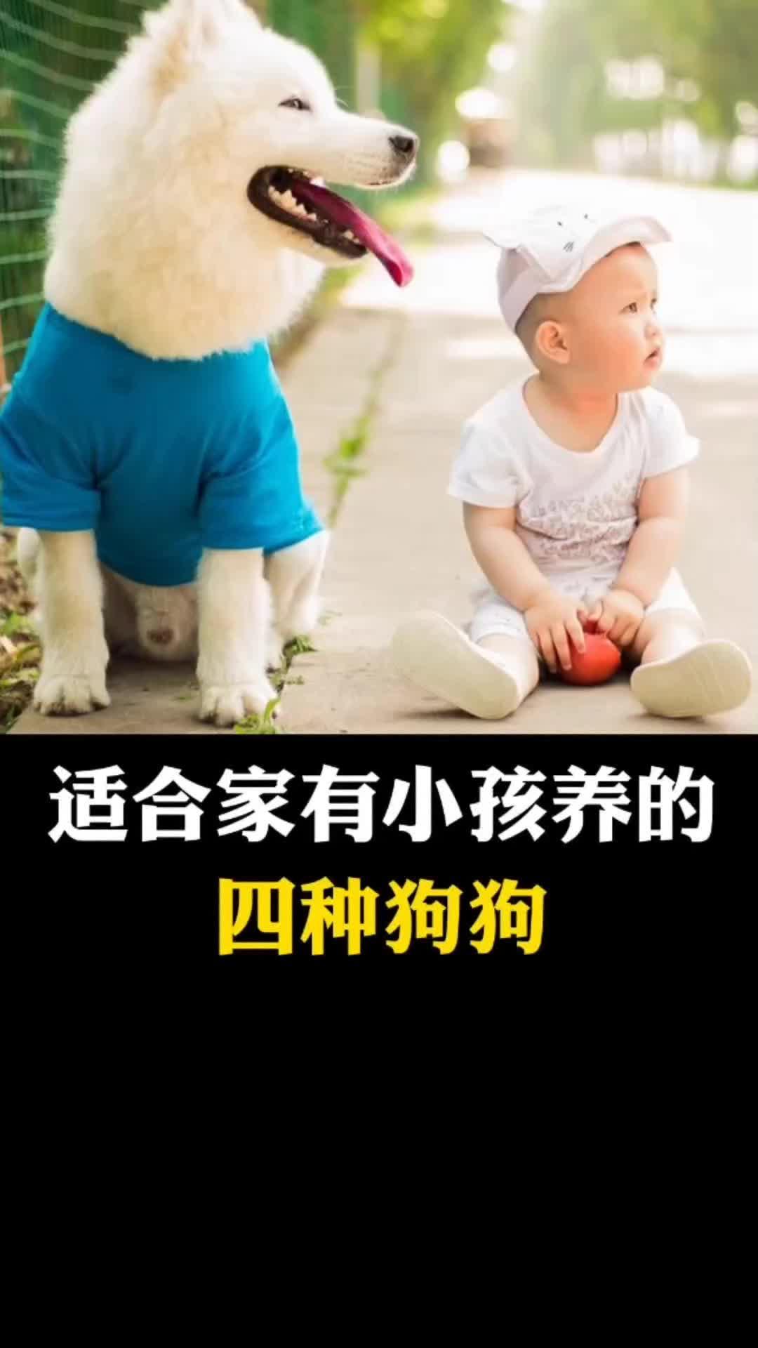 这几只能够狗狗适合家里有小孩的家庭养